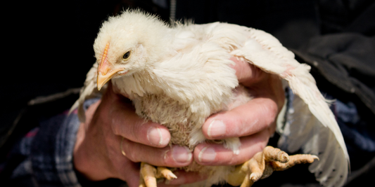 How to Check Your Hen for Lice and Red Mites